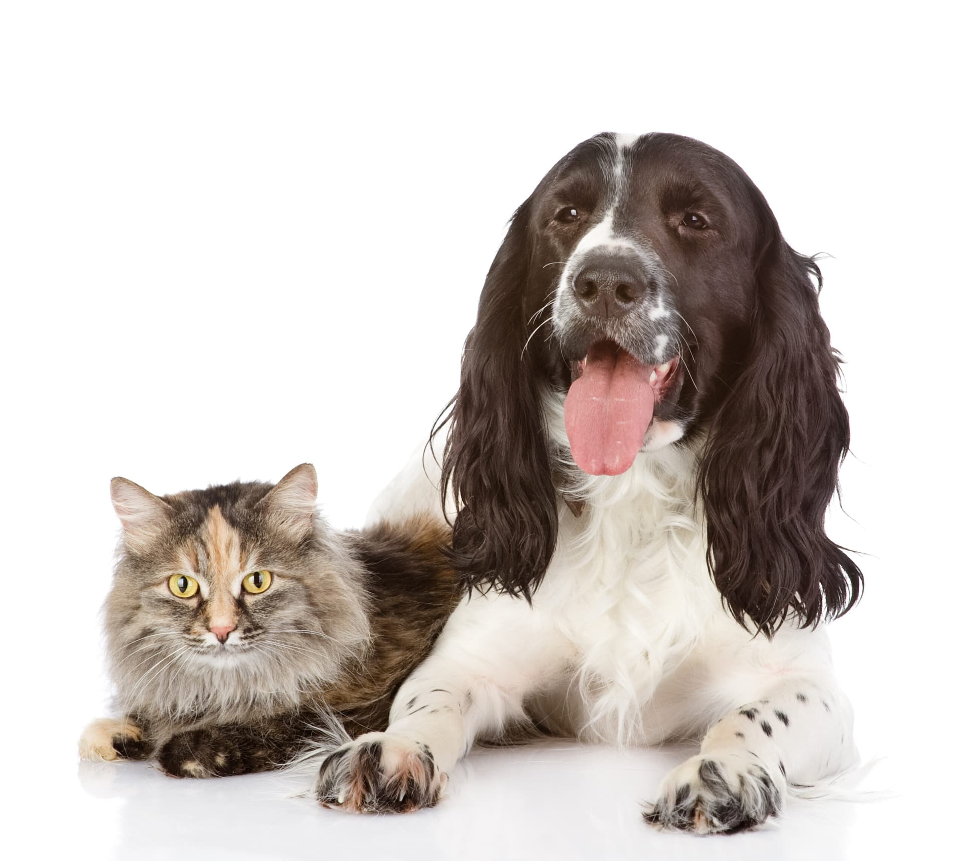 Services | Datatonic